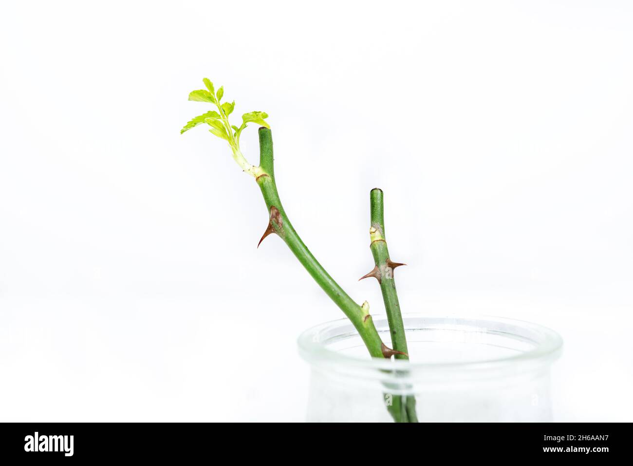 part of the stem roses with thorns isolated on white background Stock ...