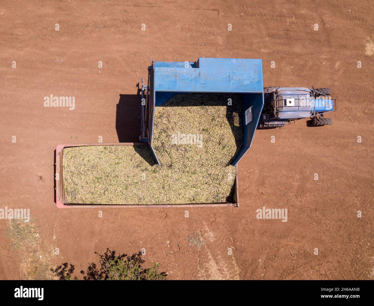 Tractor discharging fresh harvested ripe Almonds into a trailer Stock ...