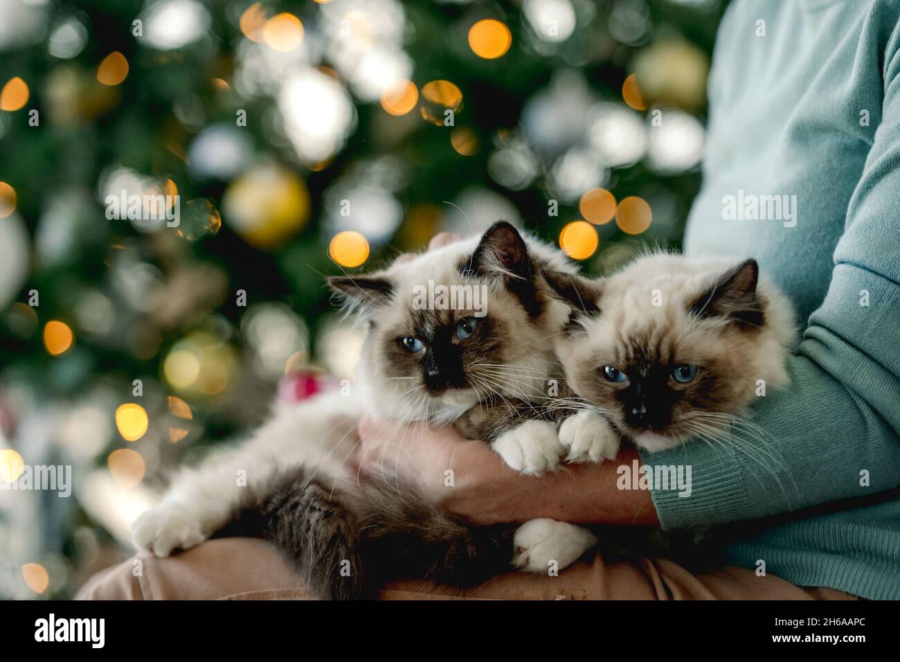 Girl with ragdoll kittens in Christmas Stock Photo - Alamy