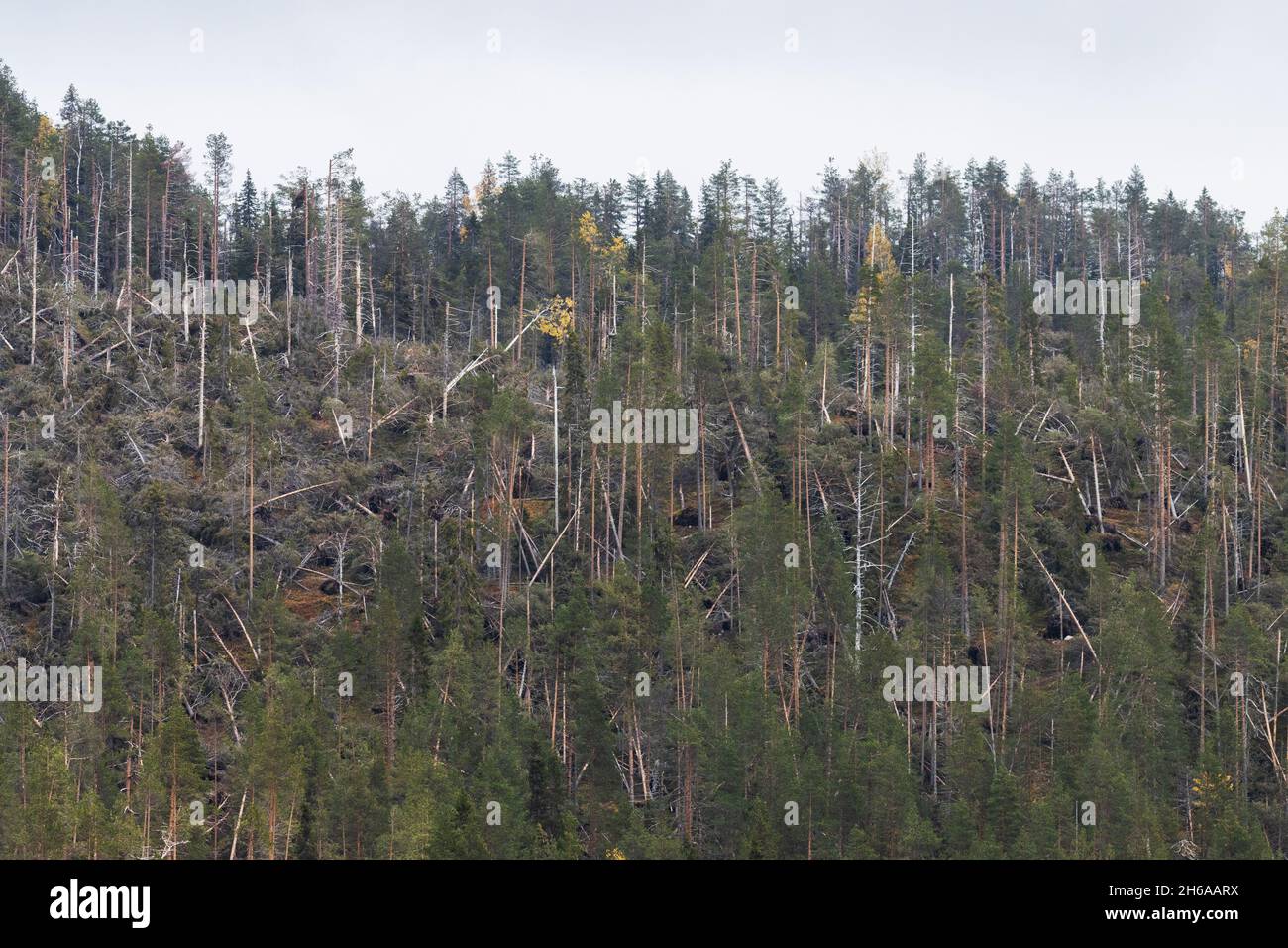 Fallen trees in a forest after a storm. Storm damage shot near Kuusamo ...