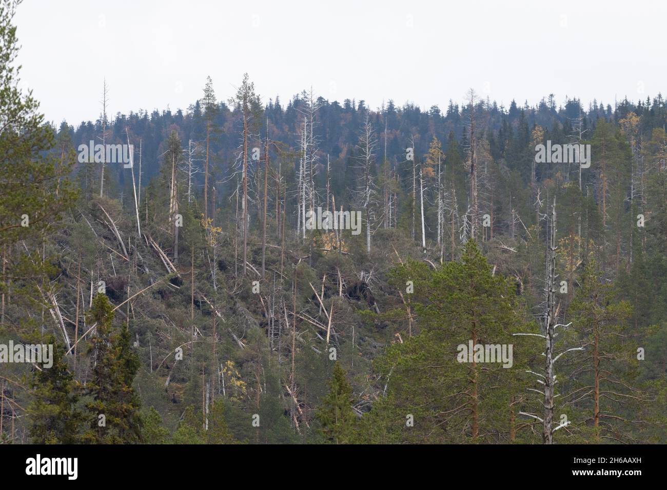 Fallen trees in a forest after a storm. Storm damage shot near Kuusamo ...