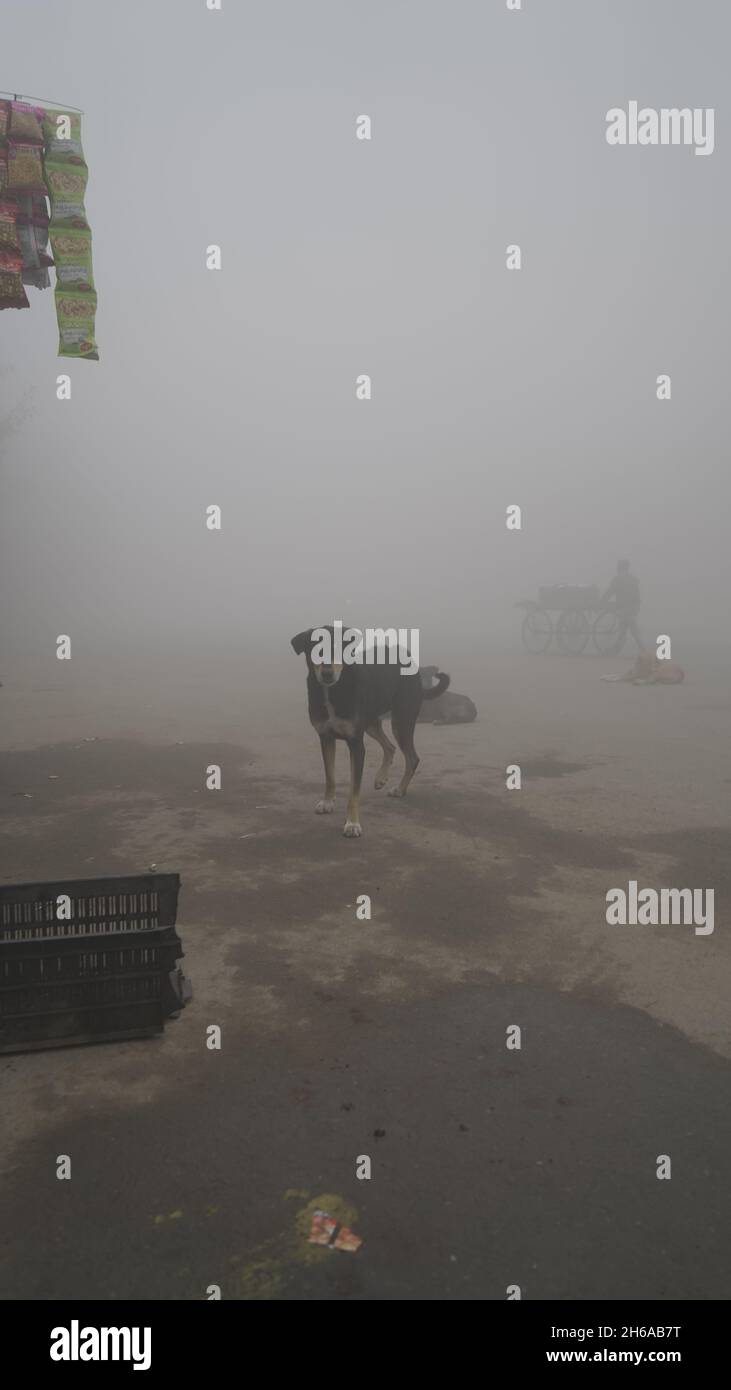 High-Quality Image: Portrait of Street Dog in winter mist , A Street ...