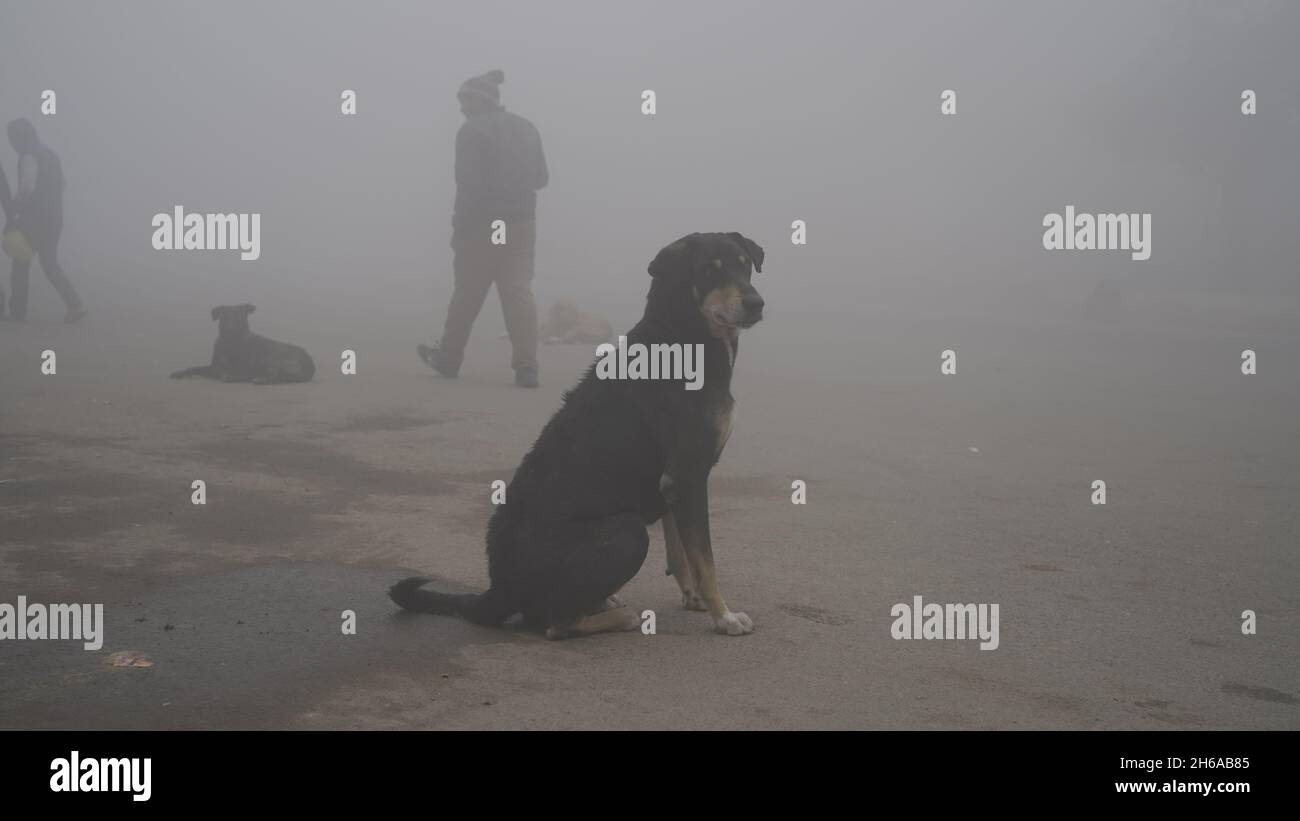 High-Quality Image: Portrait of Street Dog in winter mist , A Street ...