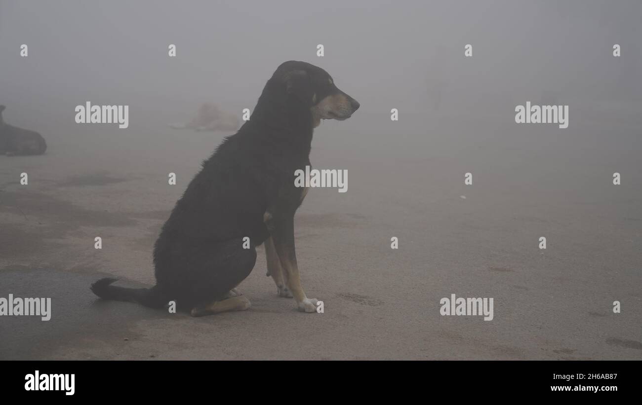 High-Quality Image: Portrait of Street Dog in winter mist , A Street ...