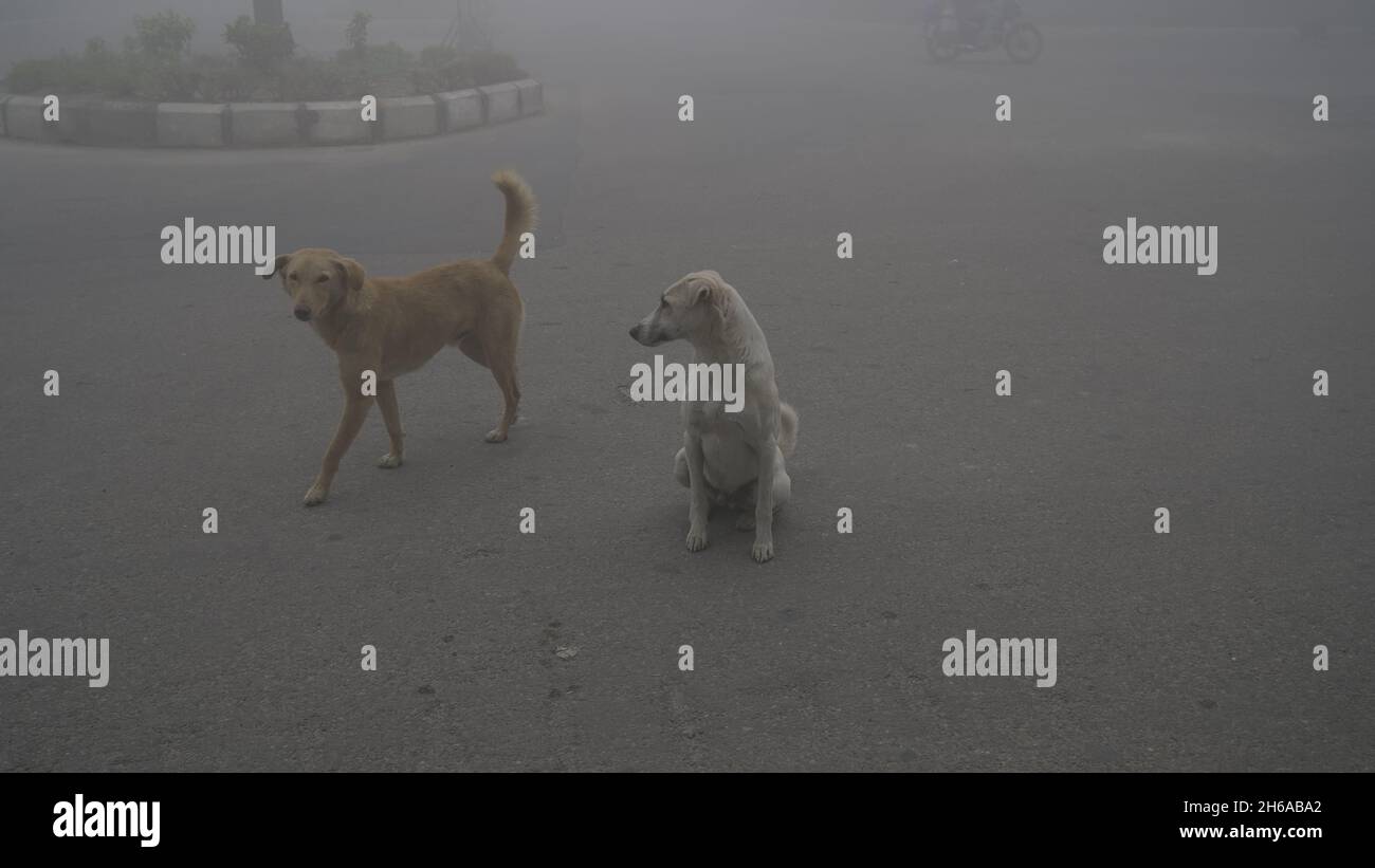 German shepherd dog walking through hi-res stock photography and images ...