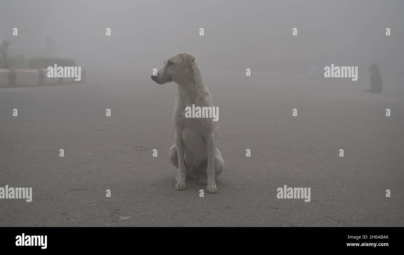 German shepherd dog walking through hi-res stock photography and images ...
