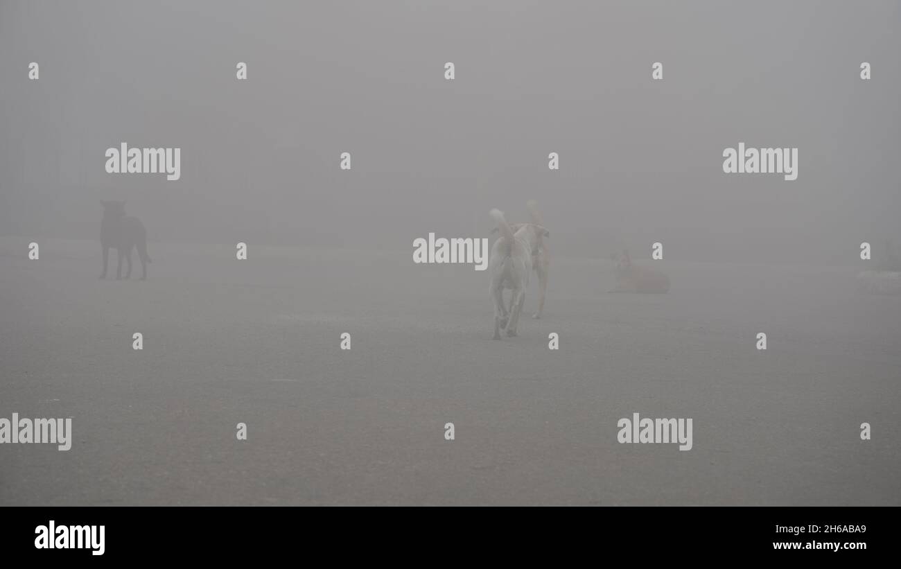 High-Quality Image: Portrait of Street Dog in winter mist , A Street ...
