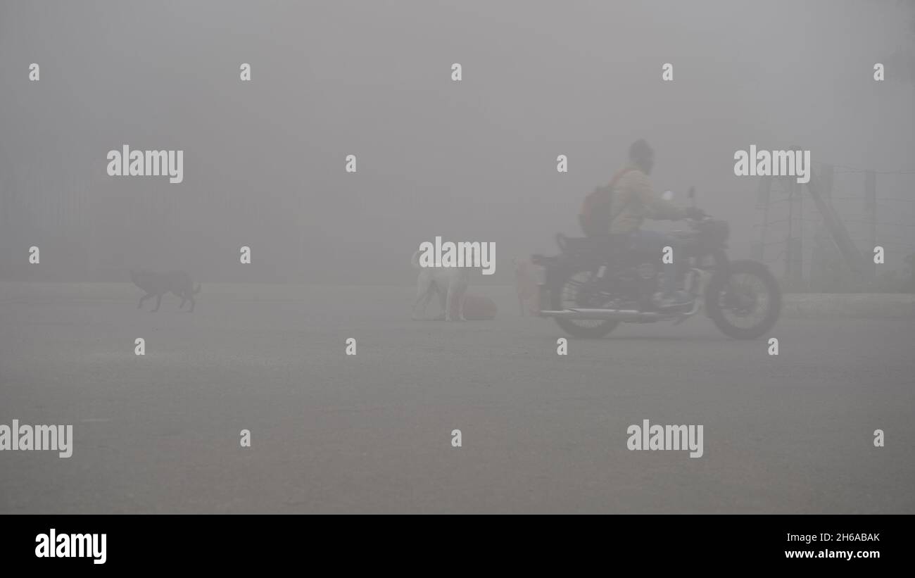 High-Quality Image: Portrait of Street Dog in winter mist , A Street ...