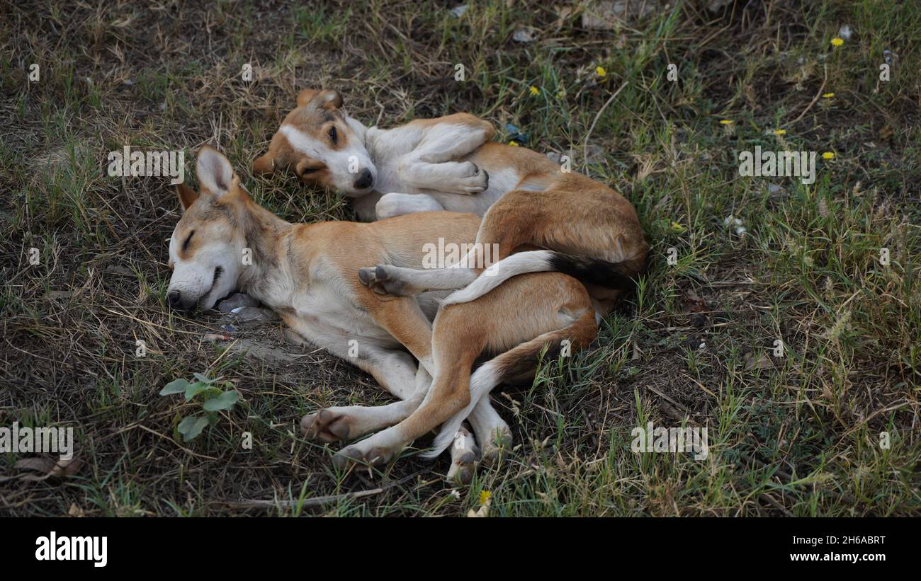 High-Quality Image: Portrait of Dog #dog #Dogs Stock Photo - Alamy
