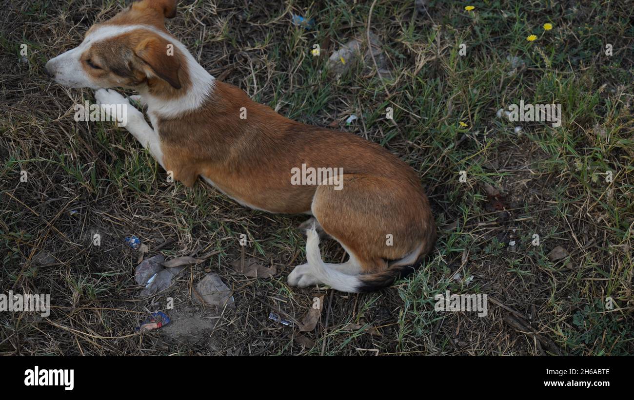 High-Quality Image: Portrait of Dog #dog #Dogs Stock Photo - Alamy