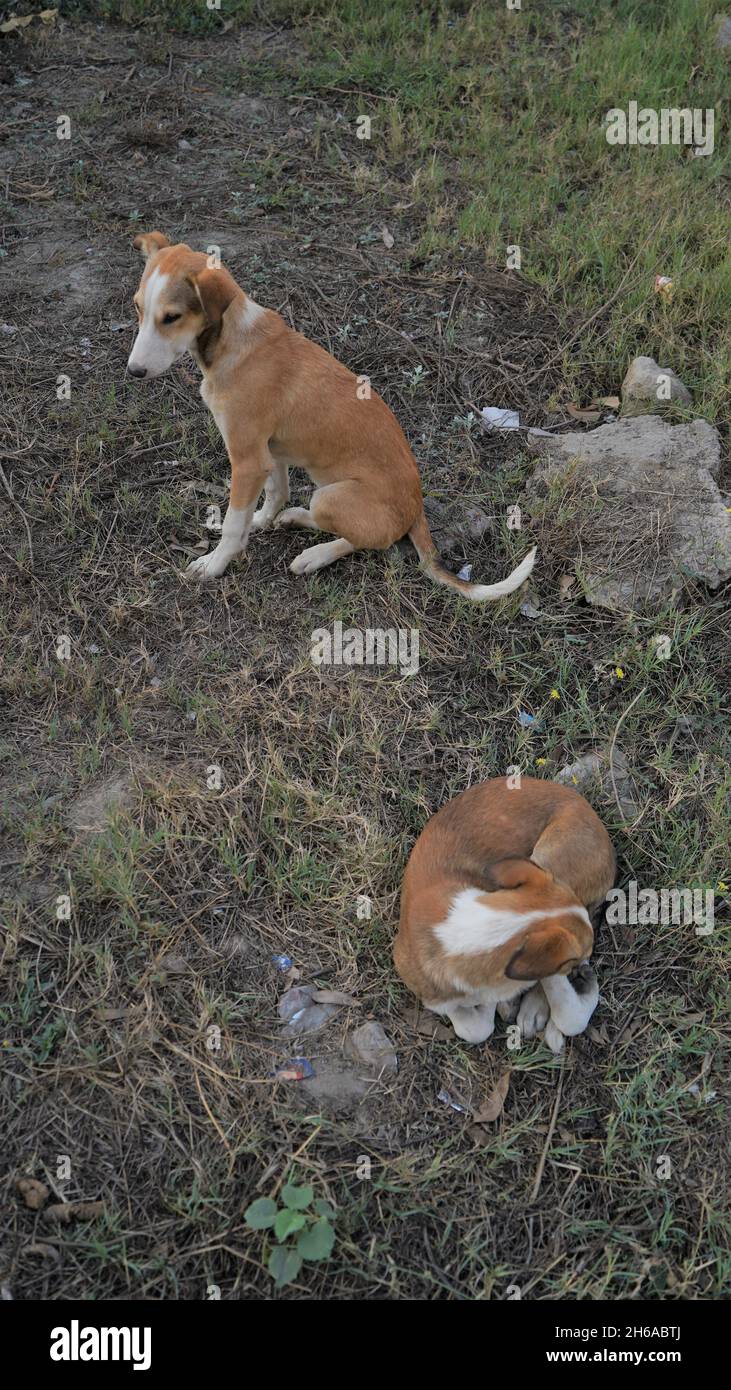 High-Quality Image: Portrait of Dog #dog #Dogs Stock Photo - Alamy