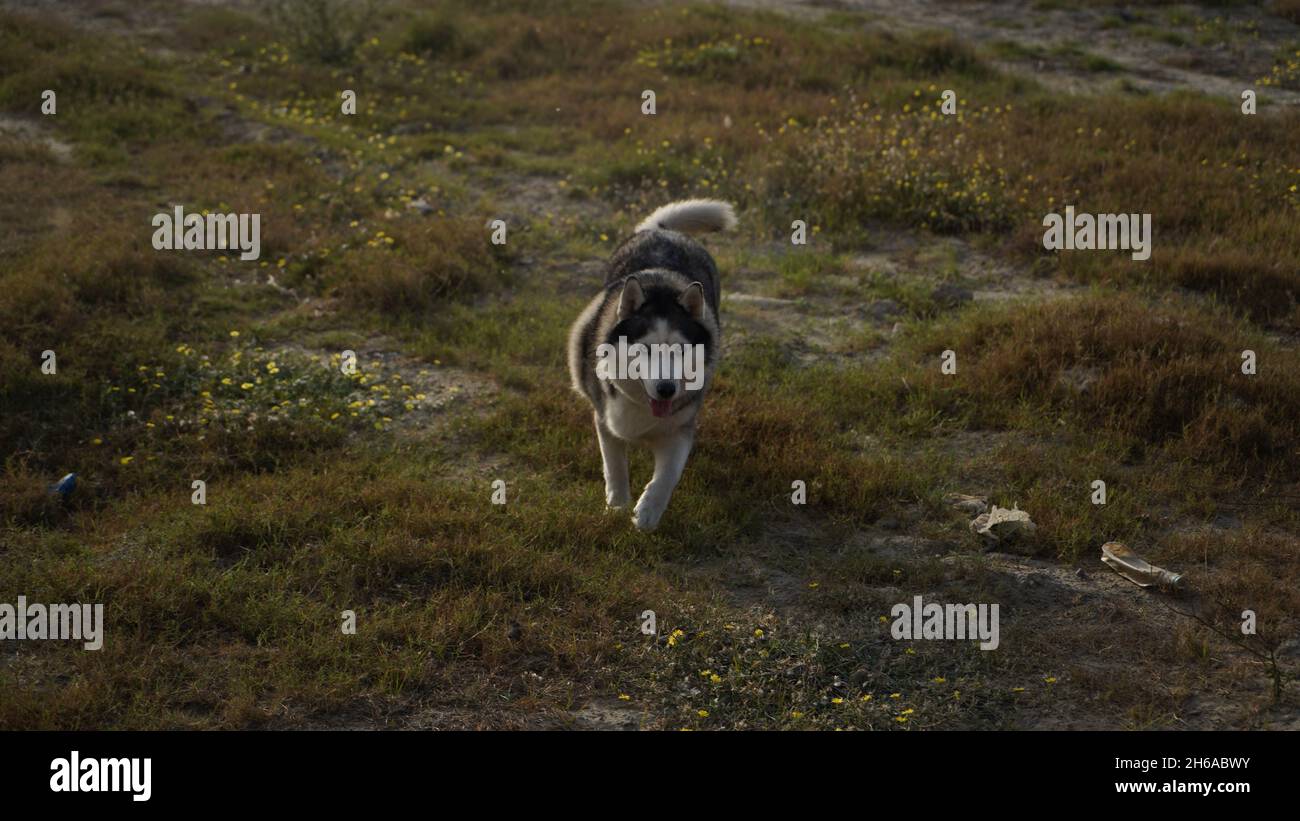 High-Quality Image: Portrait of Dog #dog #Dogs Stock Photo - Alamy