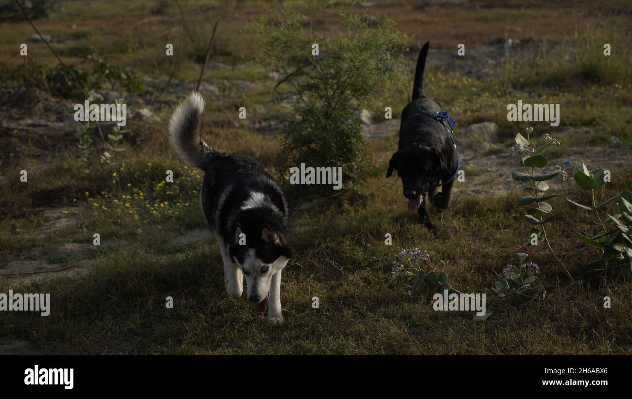 High-Quality Image: Portrait of Dog #dog #Dogs Stock Photo - Alamy