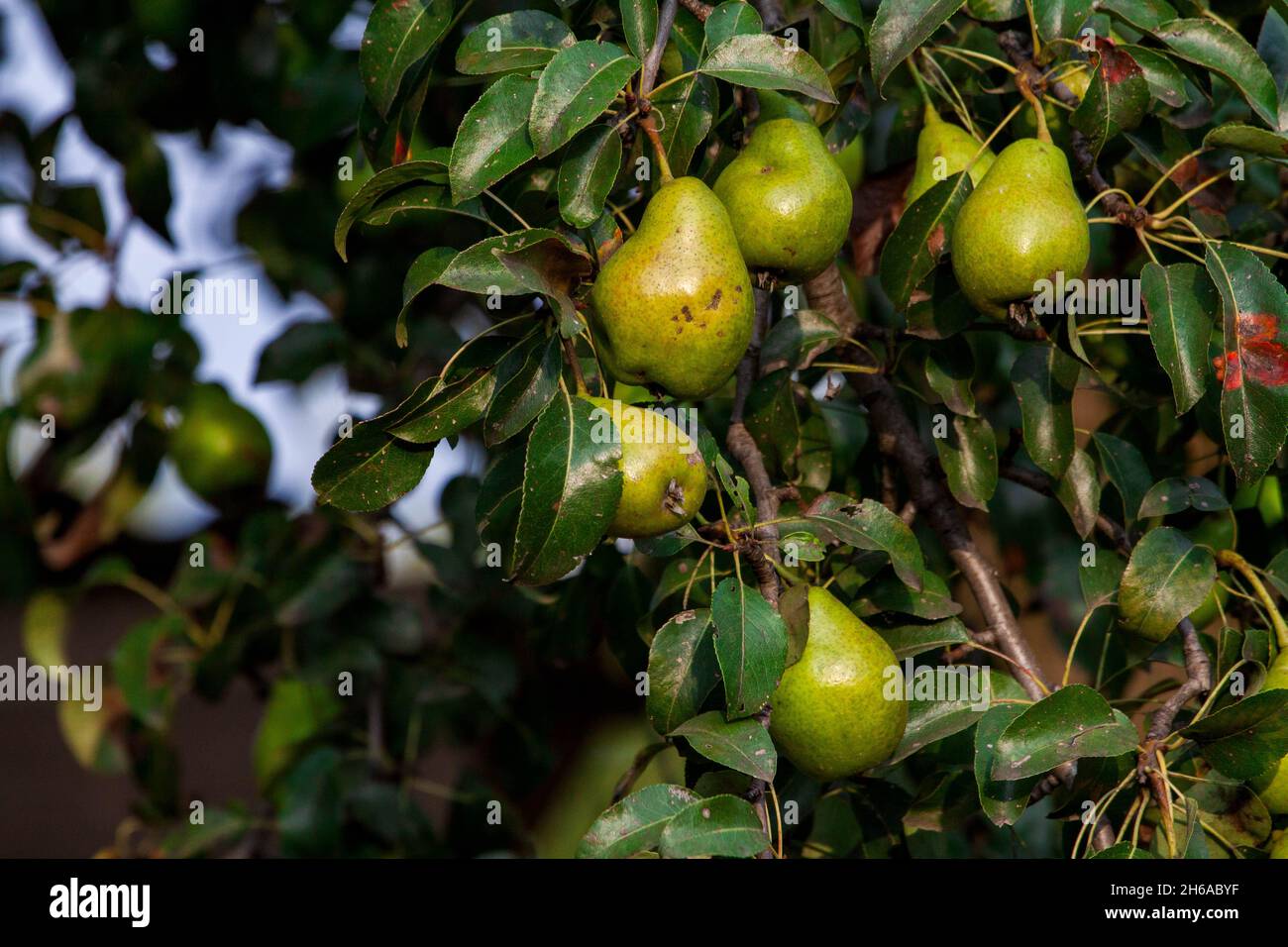 branch of pear with many ripe large fruits of sweet pear in the farmer ...