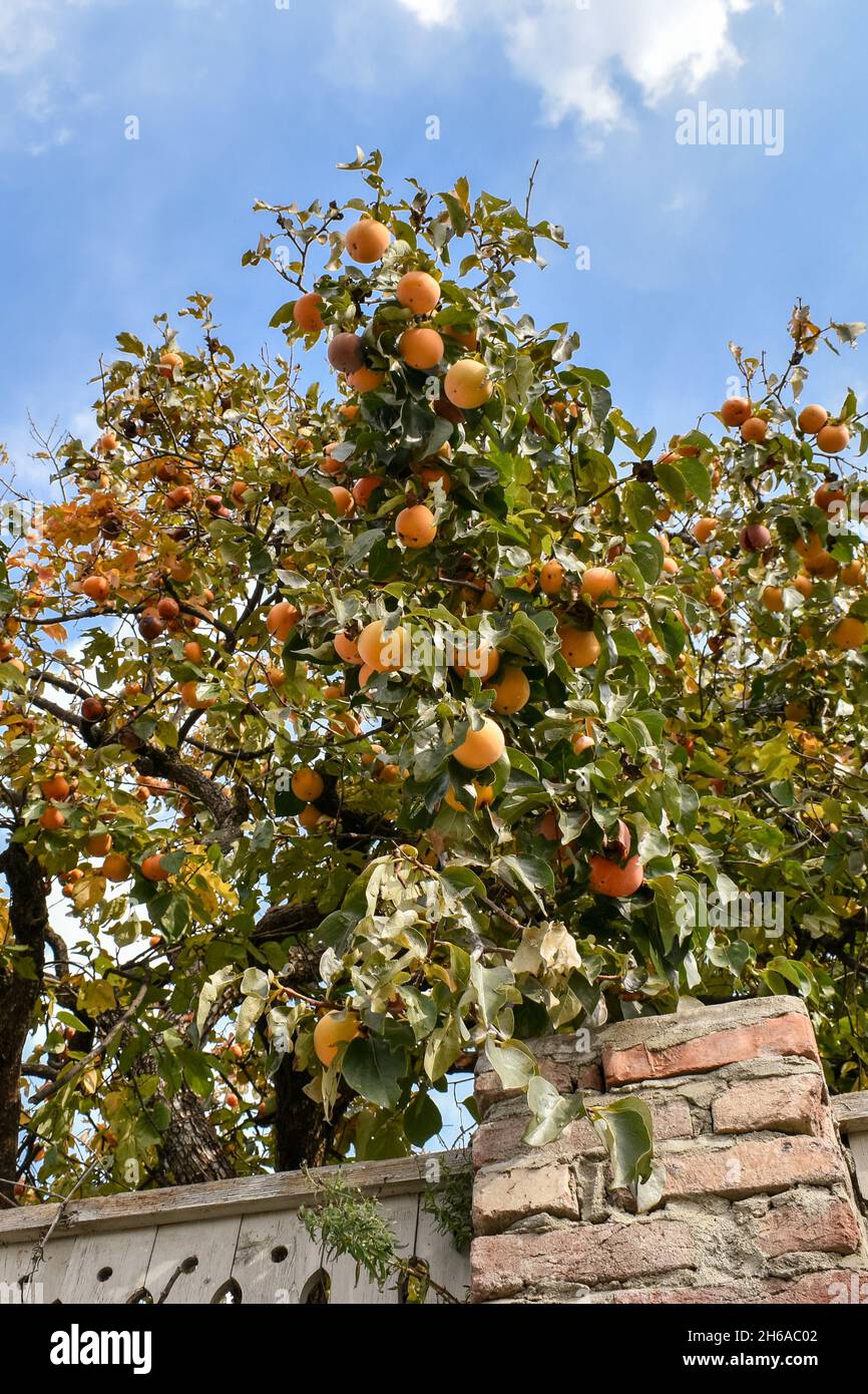 Bottom view of persimmon tree with ripe persimmons during autumn season ...