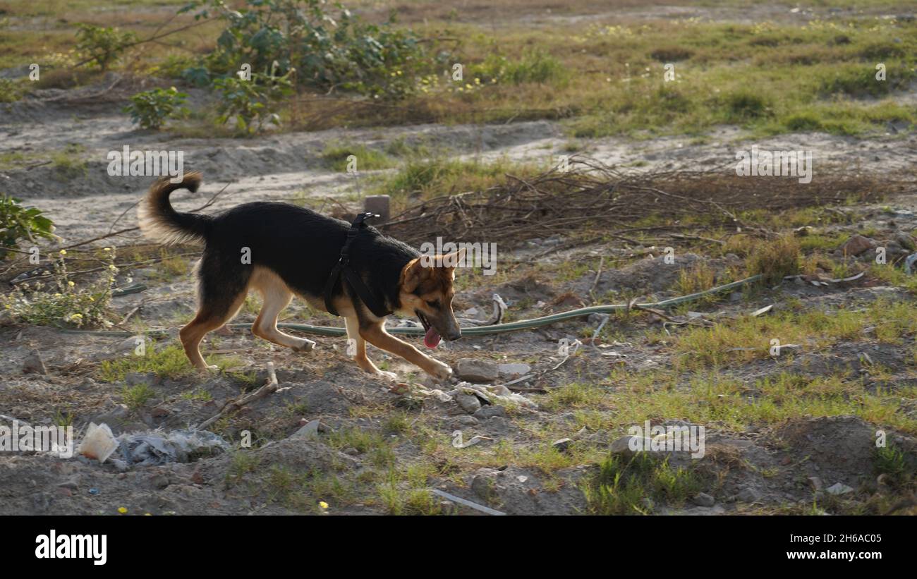 High-Quality Image: Portrait of Dog #dog #Dogs Stock Photo - Alamy