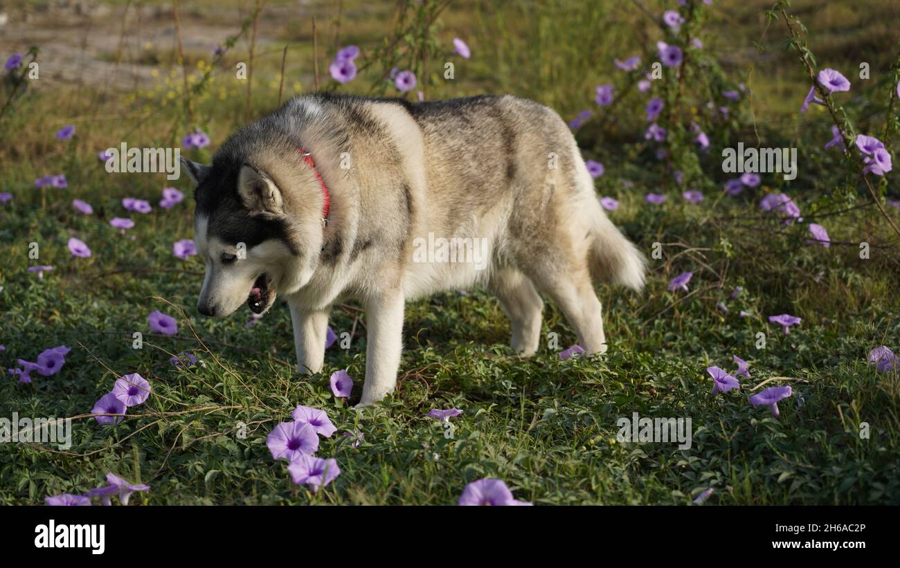 High-Quality Image: Portrait of Dog #dog #Dogs Stock Photo - Alamy