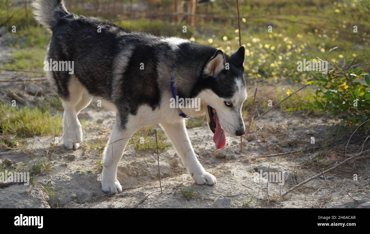 High-Quality Image: Portrait of Dog #dog #Dogs Stock Photo - Alamy