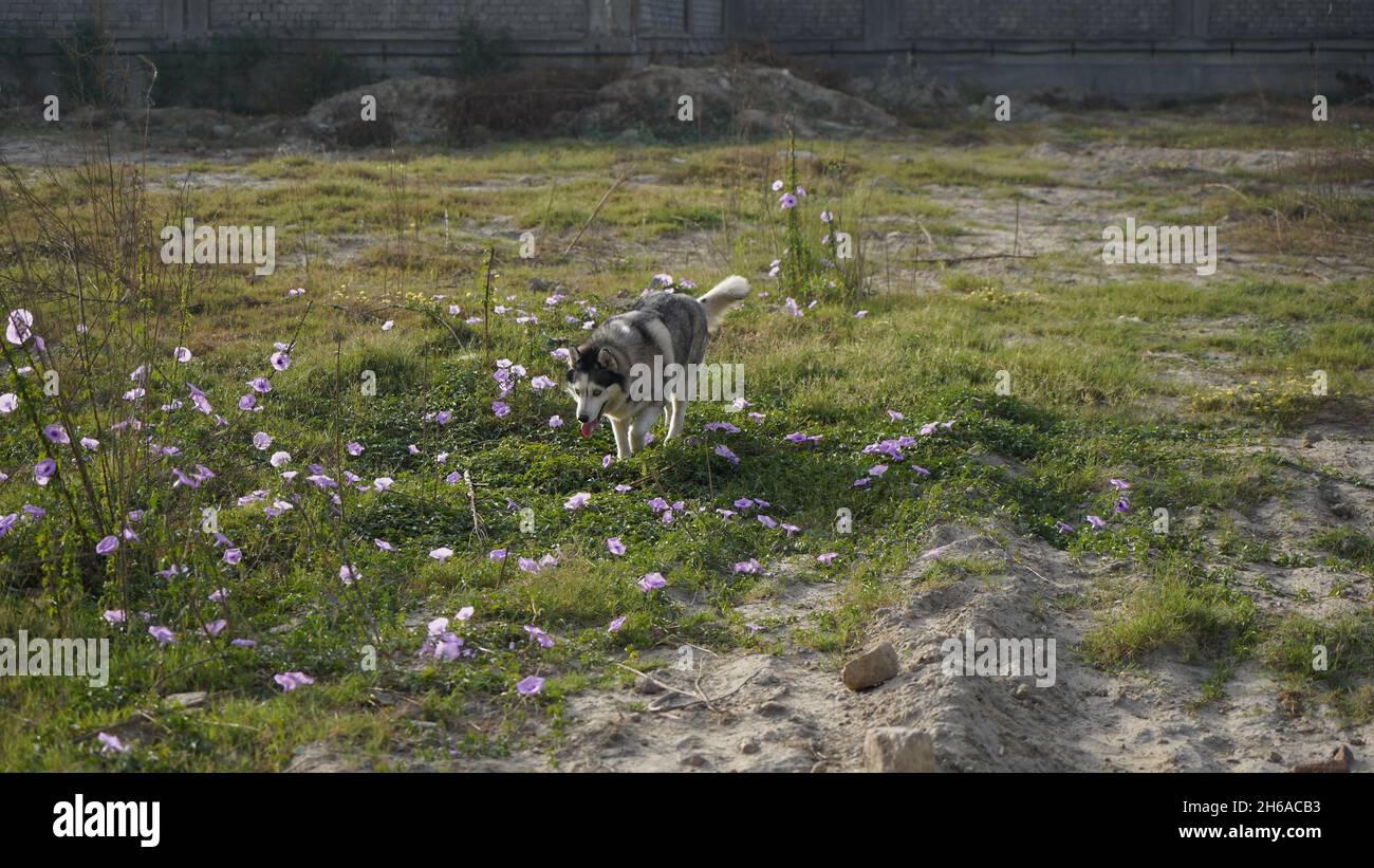 High-Quality Image: Portrait of Dog #dog #Dogs Stock Photo - Alamy
