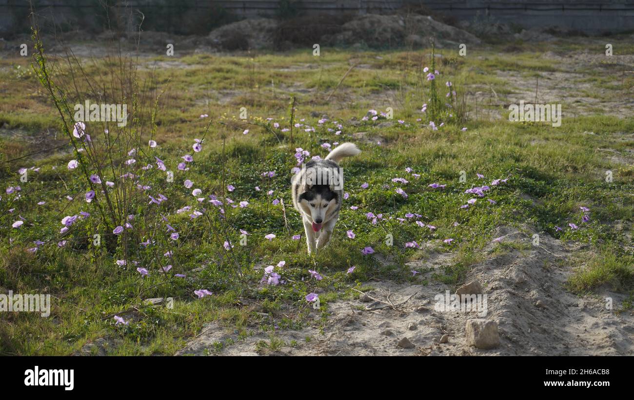 High-Quality Image: Portrait of Dog #dog #Dogs Stock Photo - Alamy