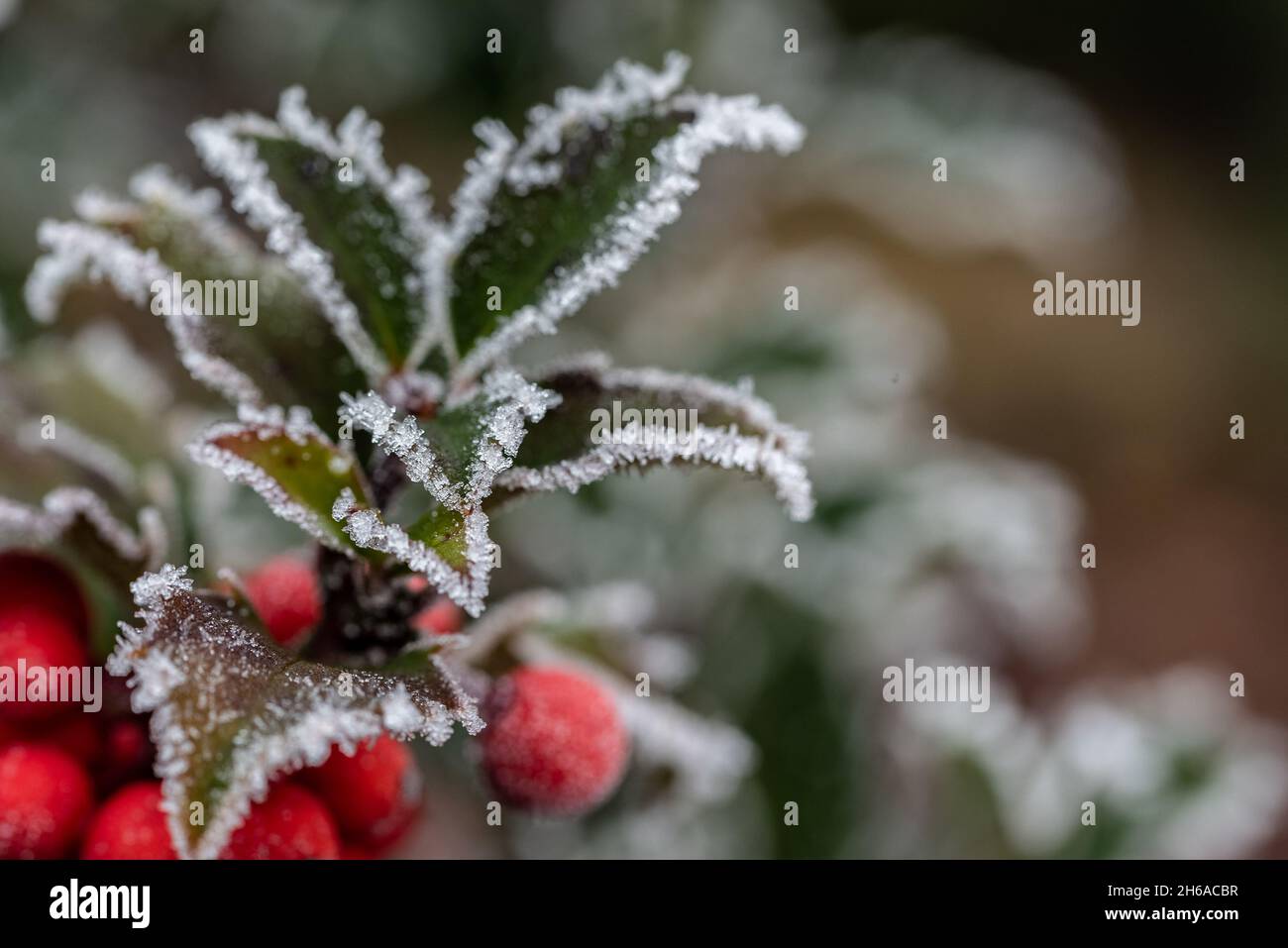 Prickly holly, red berries of an ornamental shrub covered with ice crystals. Ornamental plants ...