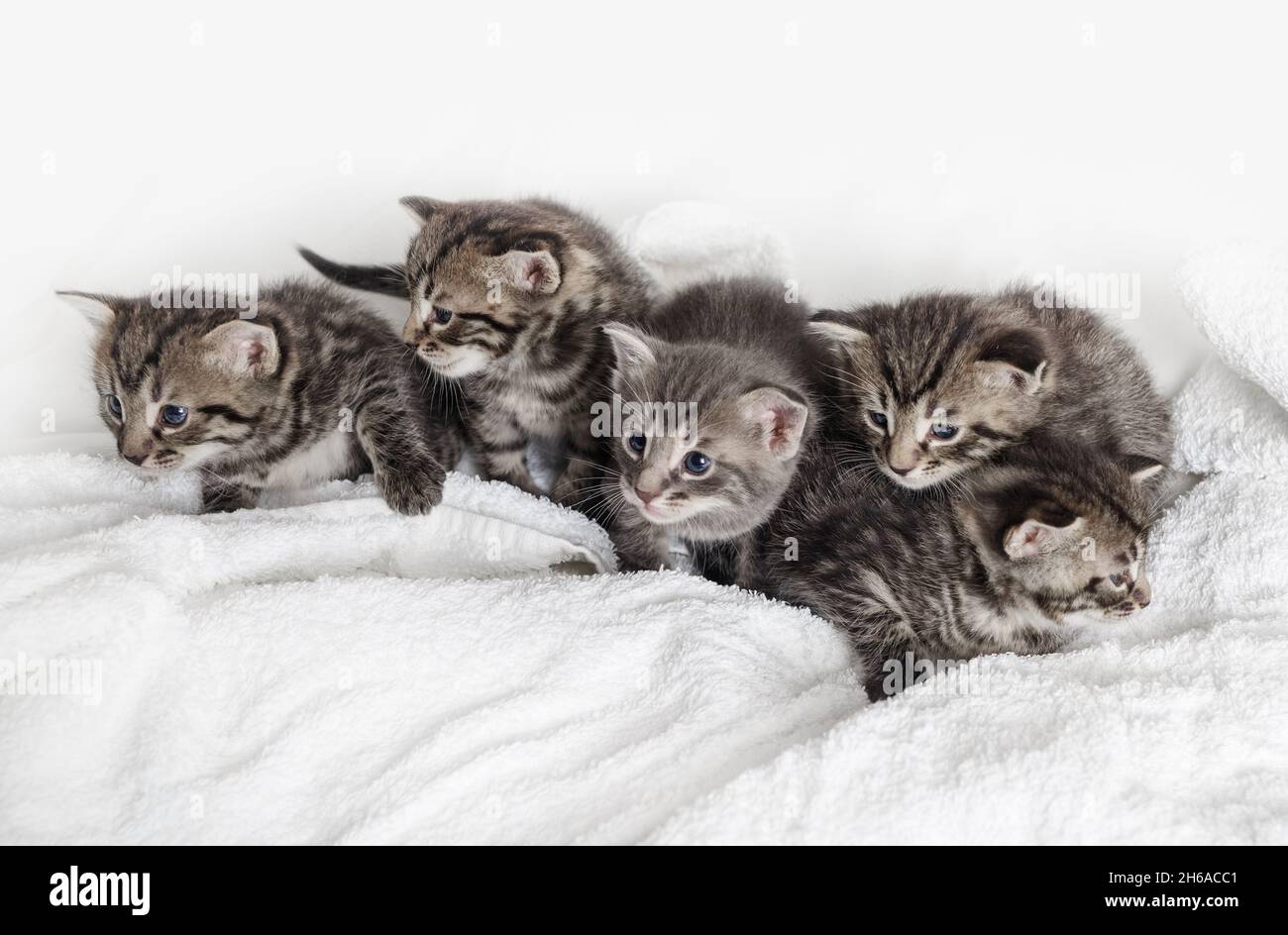 Lovely family kittens sitting hi-res stock photography and images - Alamy