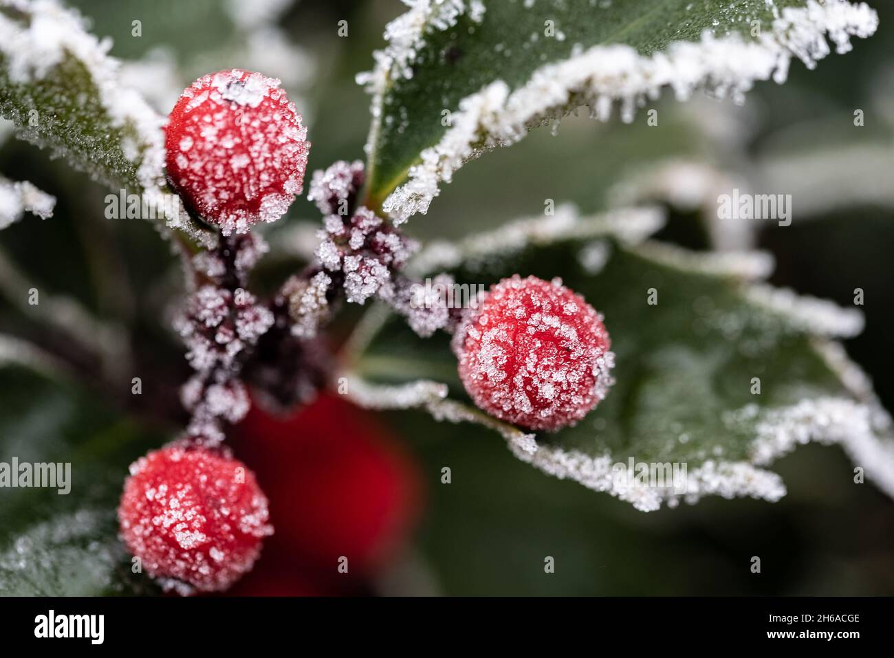 Prickly holly, red berries of an ornamental shrub covered with ice ...