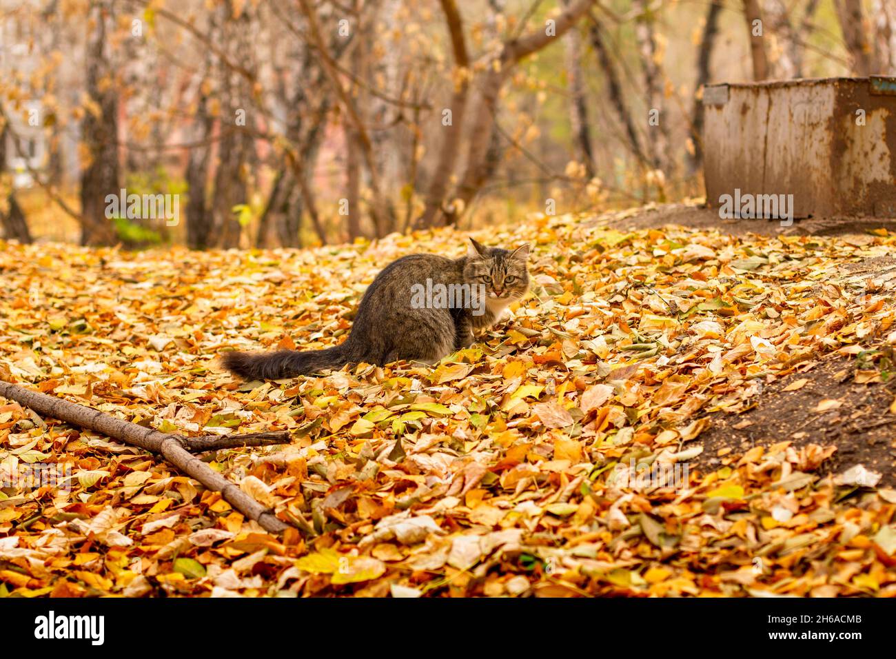 Homeless cat hi-res stock photography and images - Alamy