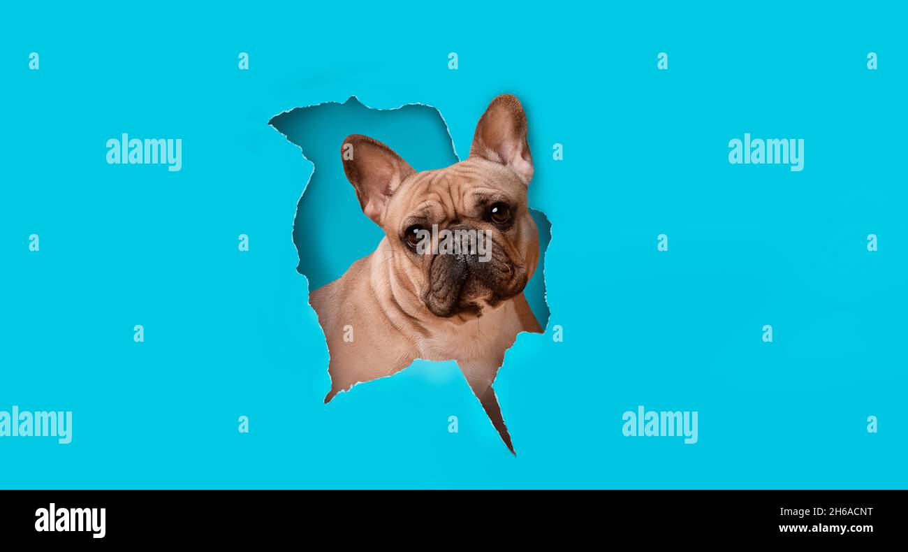 Portrait of cute french bulldog breaking through paper posing in hole ...