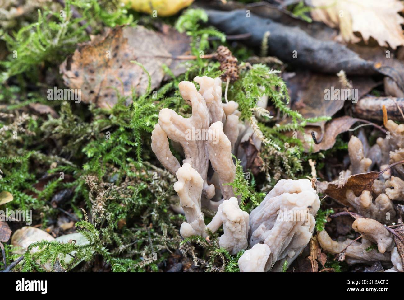Crest Coral (Clavulina coralloides) fungus. Mycokey AI points to this ...