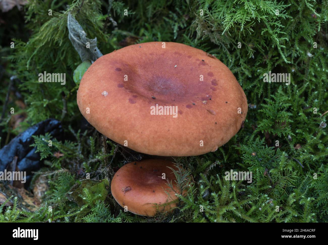 Fungus - Orange Milkcap (Lactarius aurantiacus) according to Mycokey AI ...