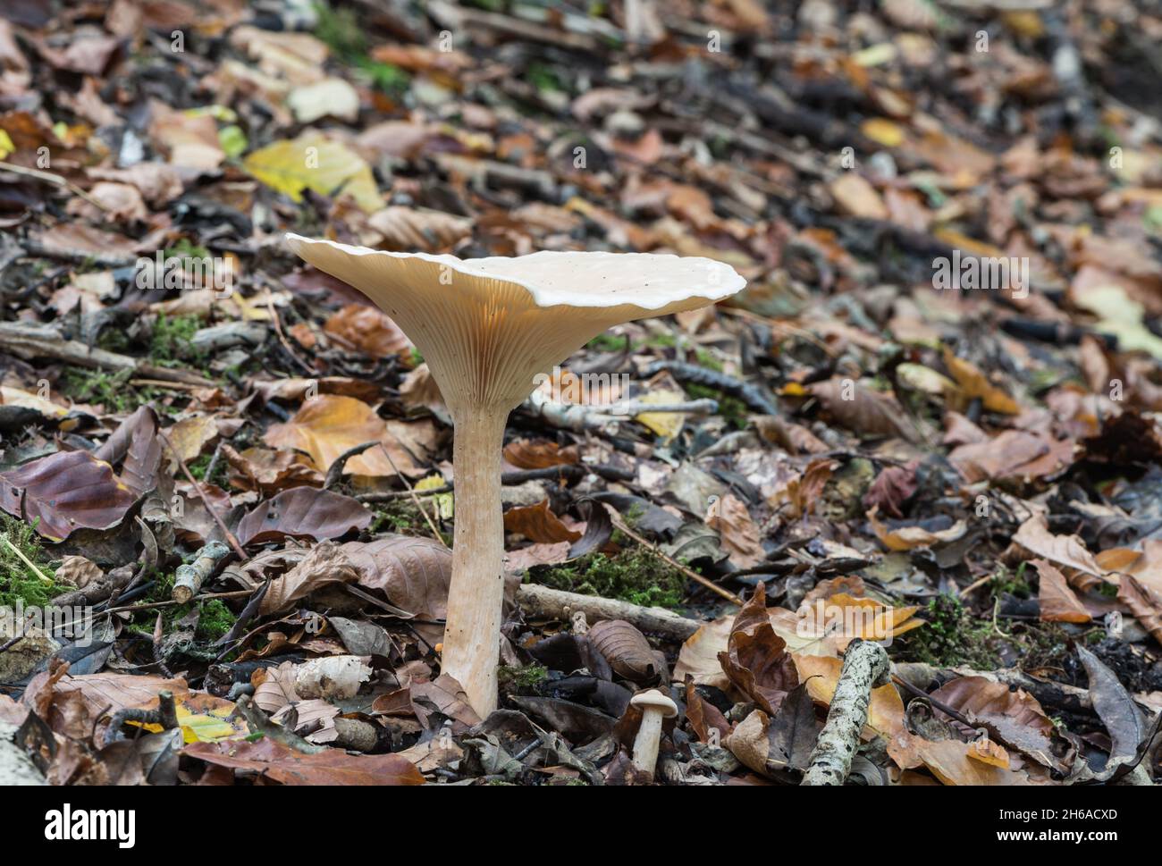 A Funnel fungus which Mycokey AI suggests is a Trooping Funnel ...