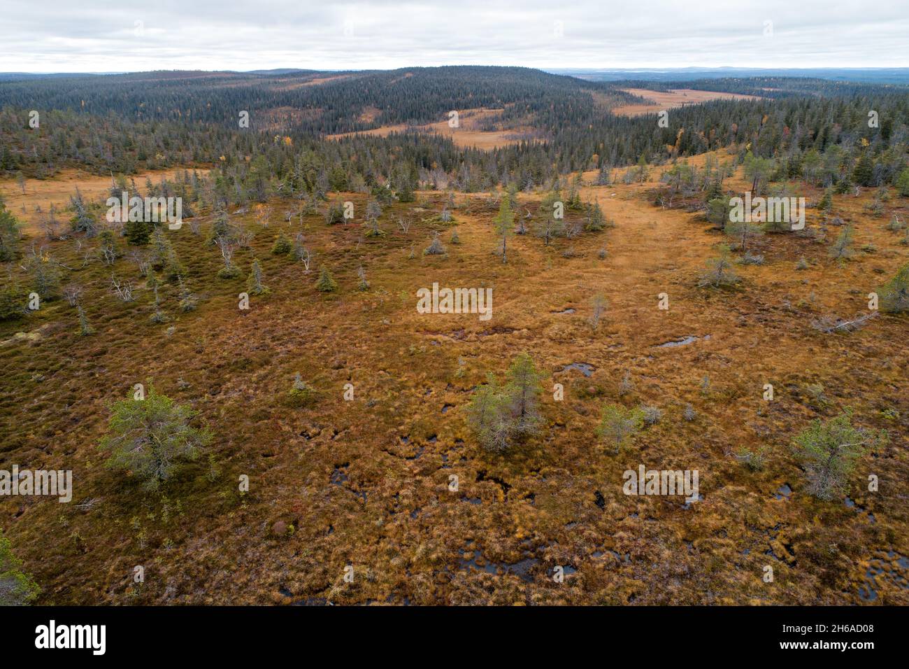 An aerial of famous slope bogs in autumnal Riisitunturi National Park ...