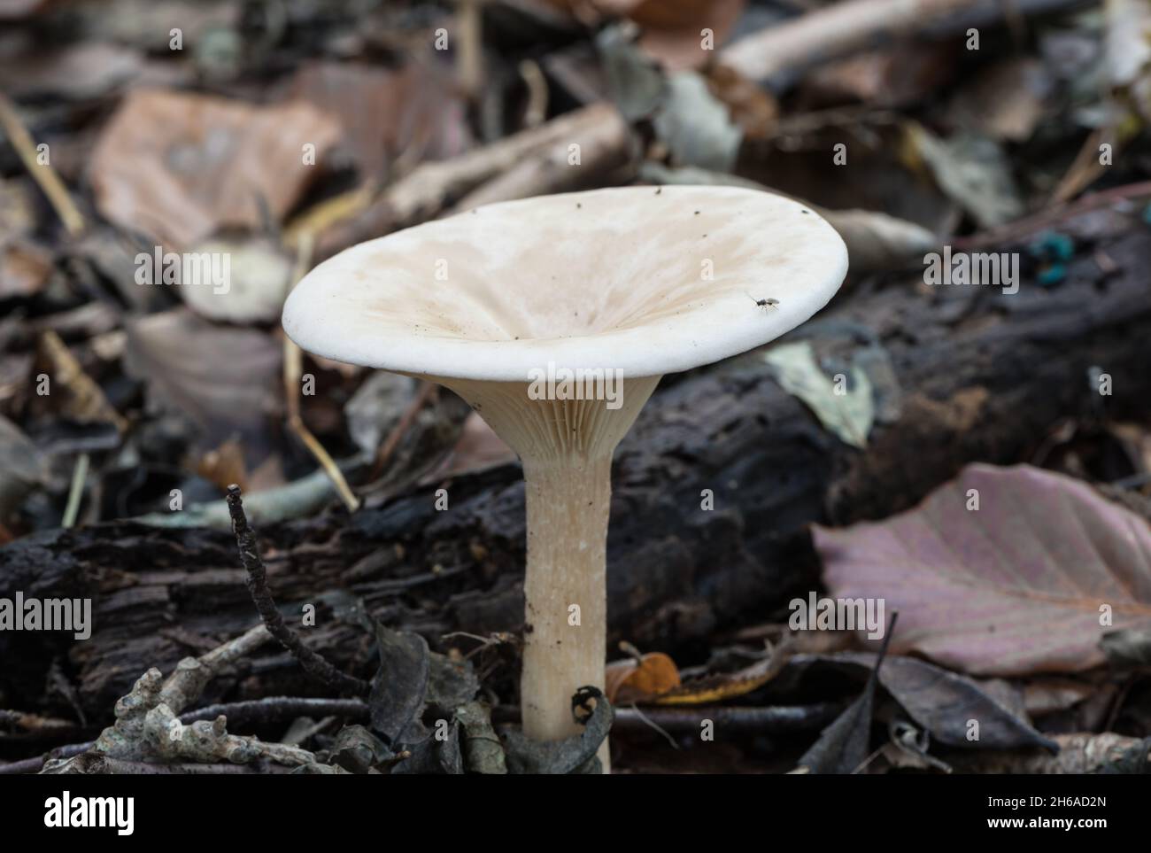 A Funnel fungus which Mycokey AI suggests is a Trooping Funnel ...
