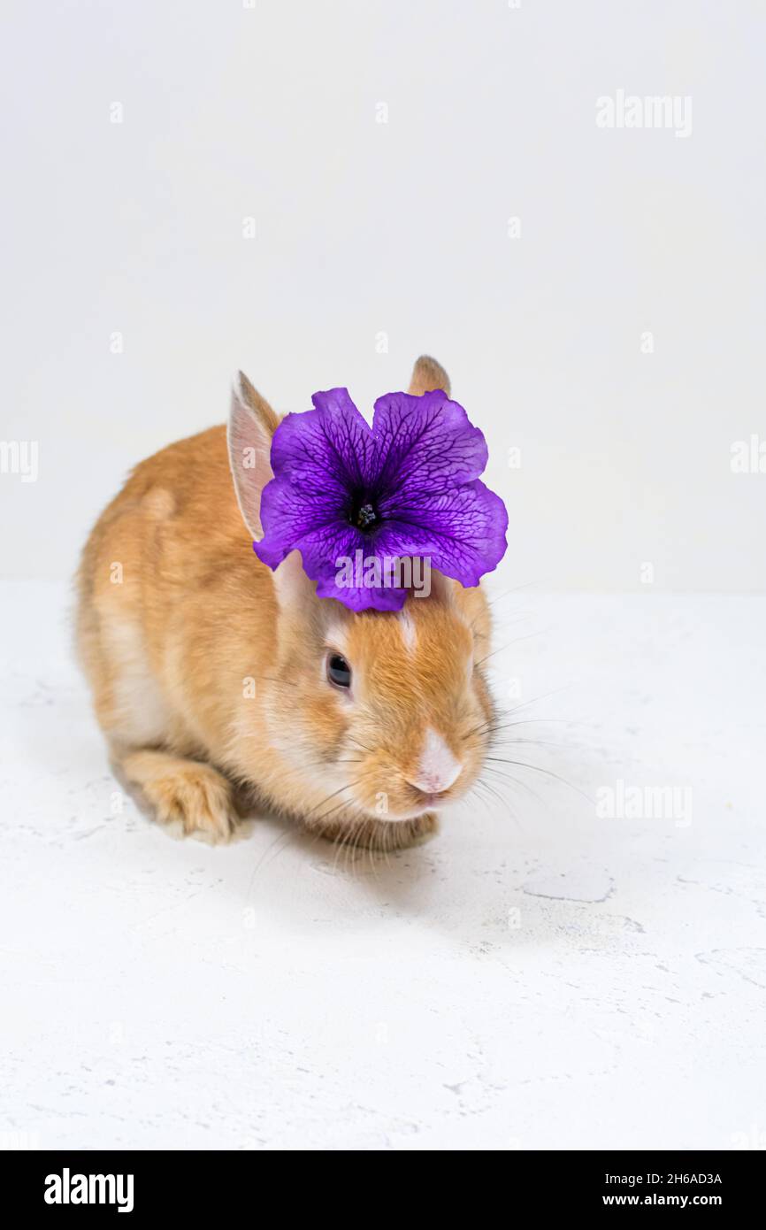 Ginger bunny with a purple flower on a white background. The basis for ...