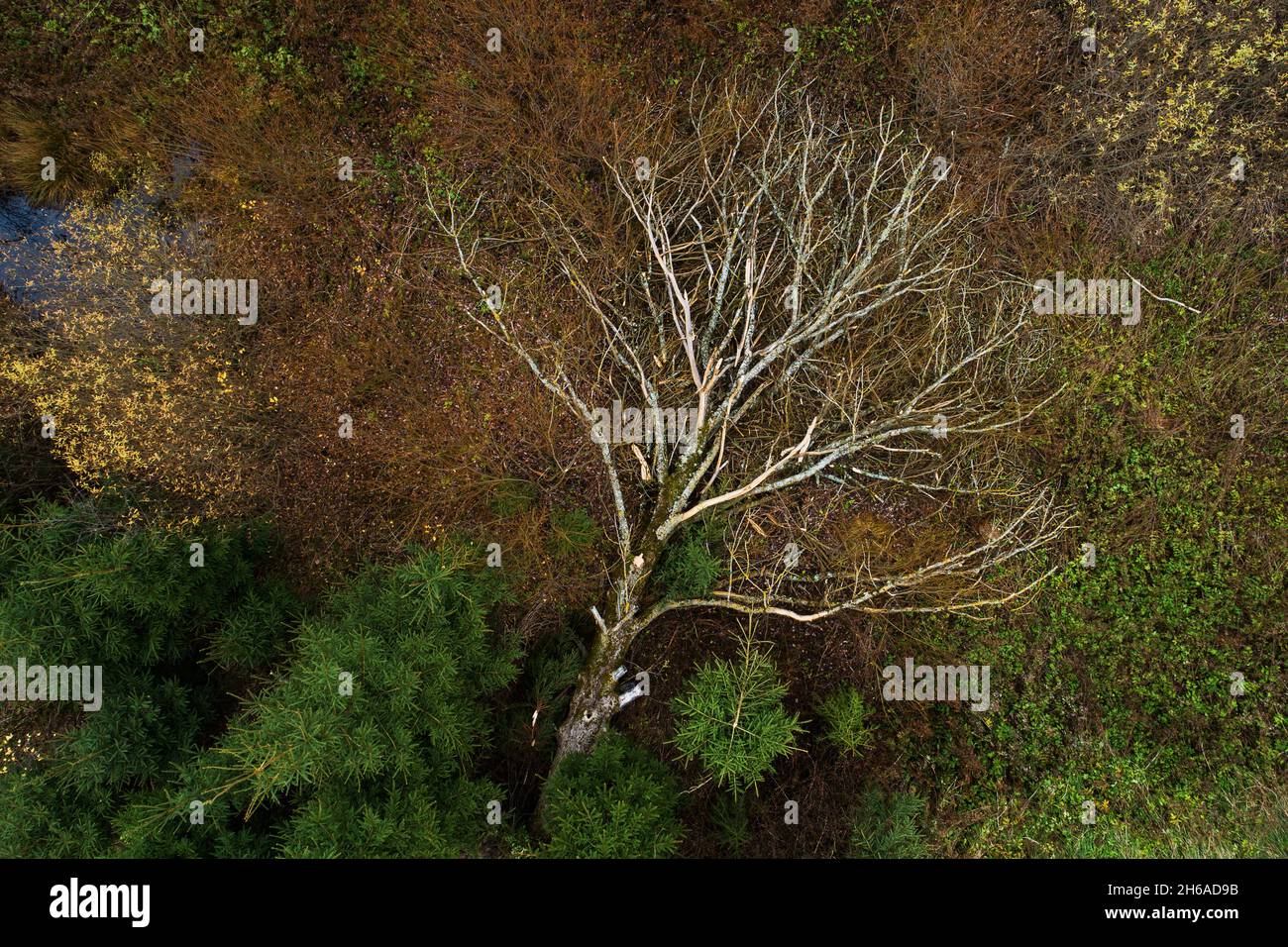 Aerial of an old fallen European ash, Fraxinus excelsior tree after Ash ...