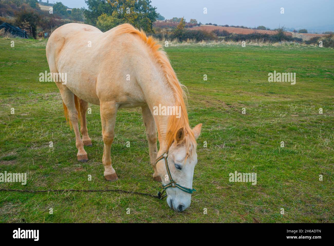 Caballos pastando hi-res stock photography and images - Alamy