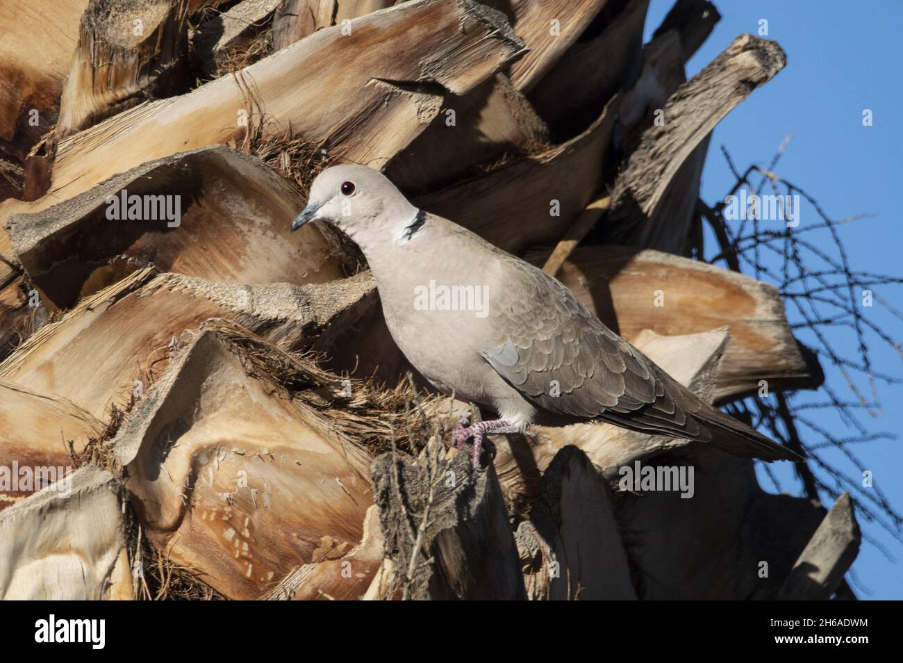 Ringed dove hi-res stock photography and images - Alamy