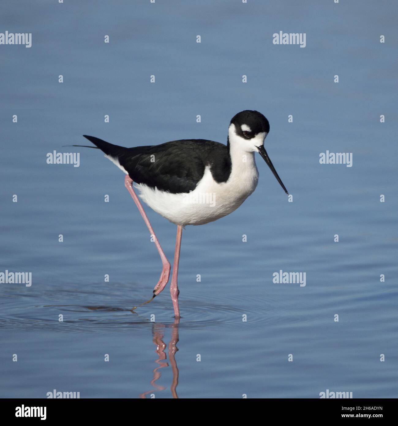 A vertical shot of stilt in the water Stock Photo - Alamy
