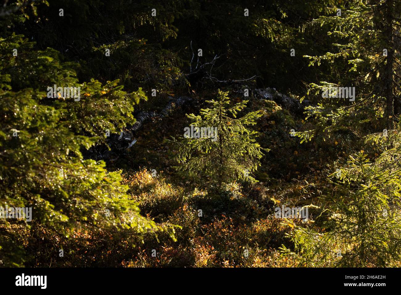 Dark tree and shadows hi-res stock photography and images - Alamy