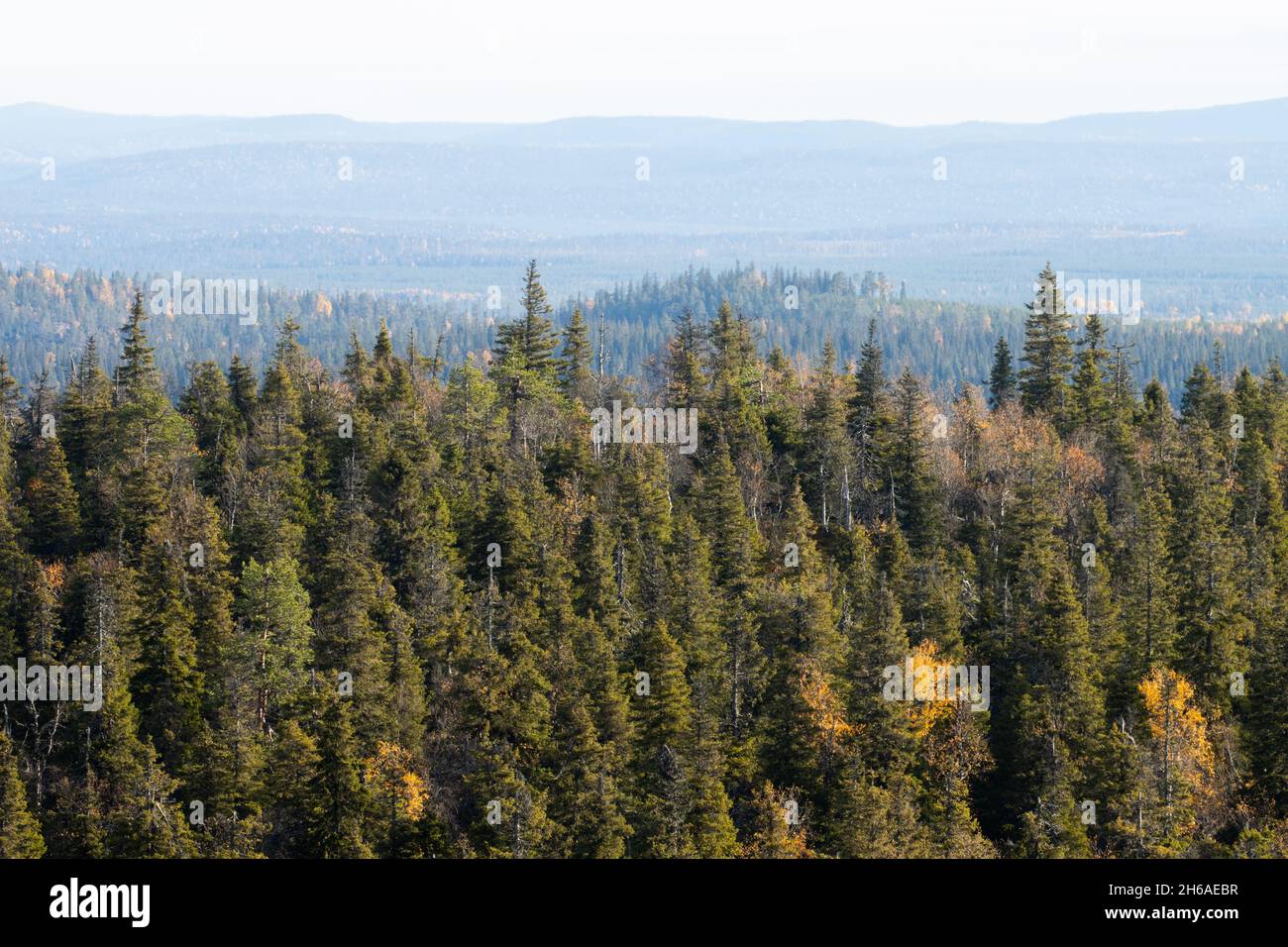 View of autumnal taiga forest with hills and mountains shot from ...