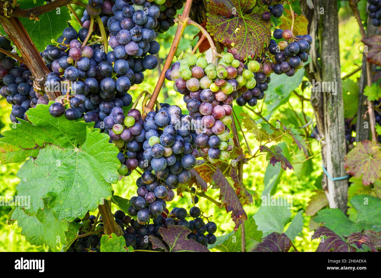 Red wine: Vine with grapes just before harvest, Cabernet Sauvignon ...