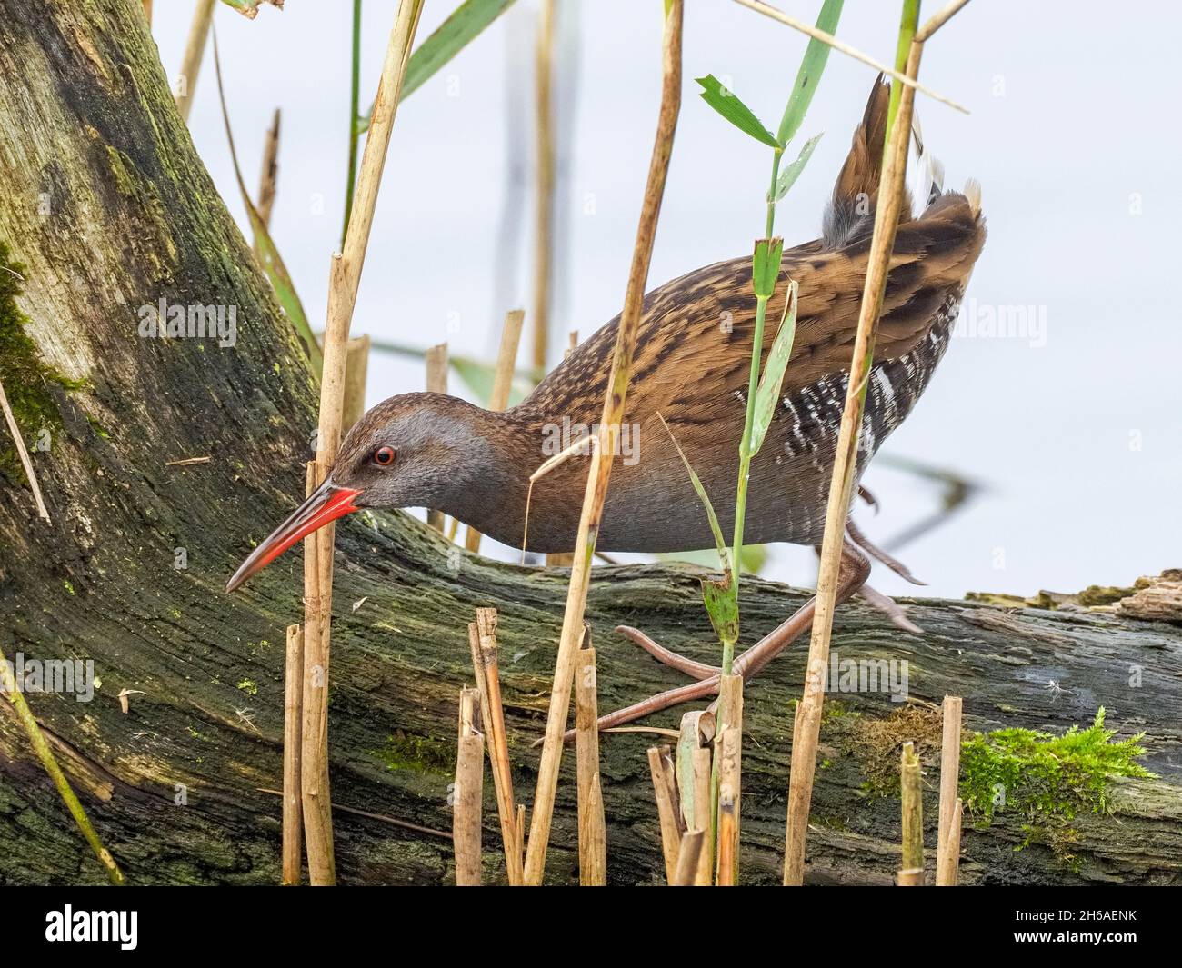 Elusive water rail hi-res stock photography and images - Alamy
