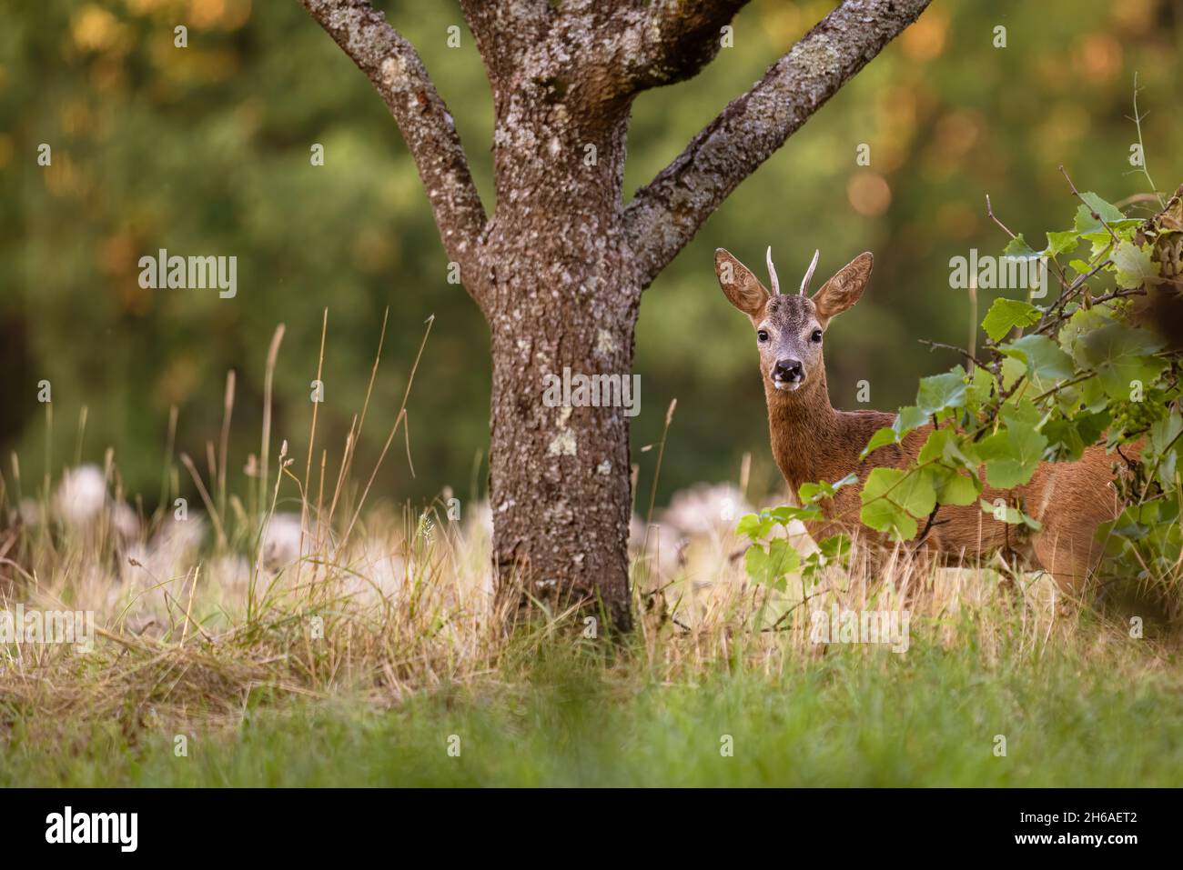 European roebuck observes the surroundings in a clearing Stock Photo ...