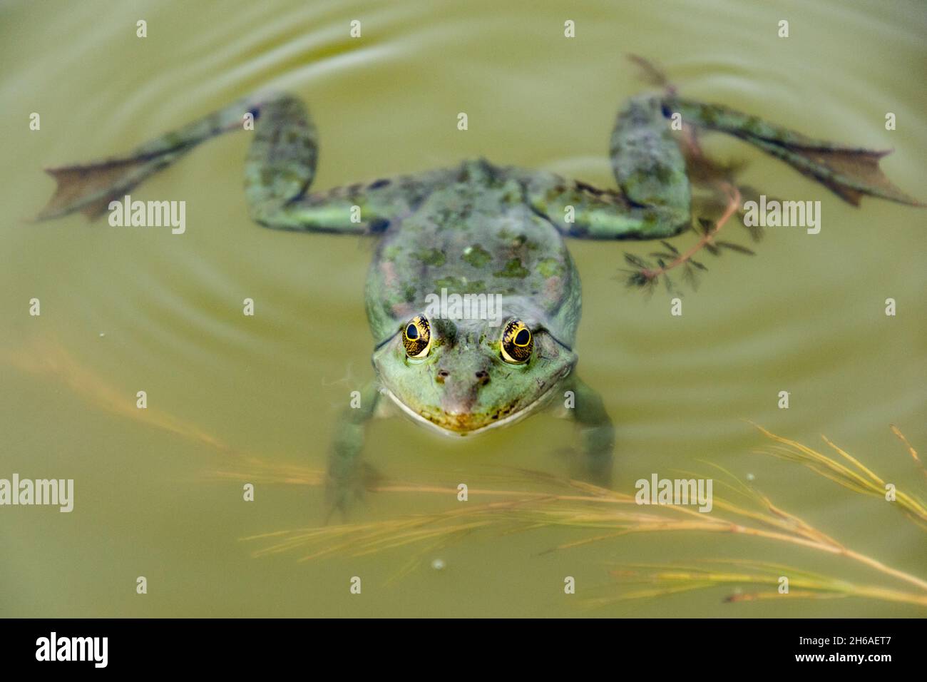 Green frog swimming in water close up Stock Photo - Alamy