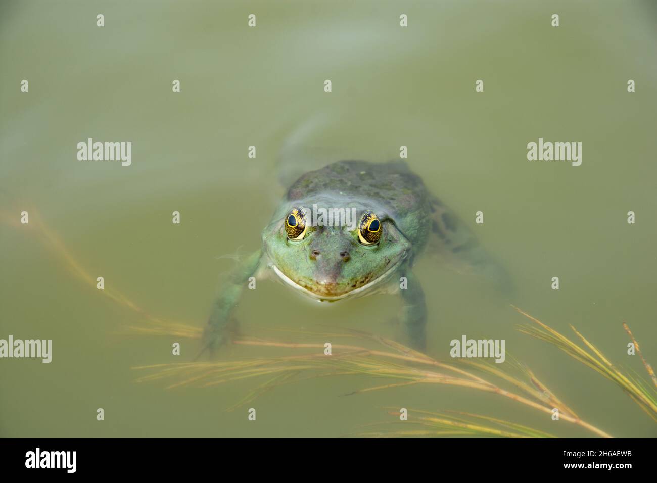 Green frog swimming in hi-res stock photography and images - Alamy
