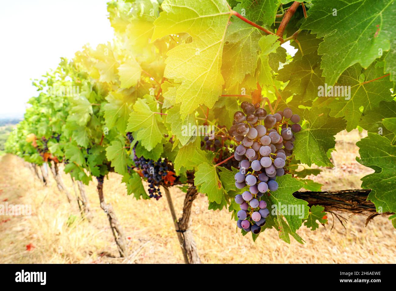 Sangiovese grapes in an old vineyard in Chianti area, view over ...