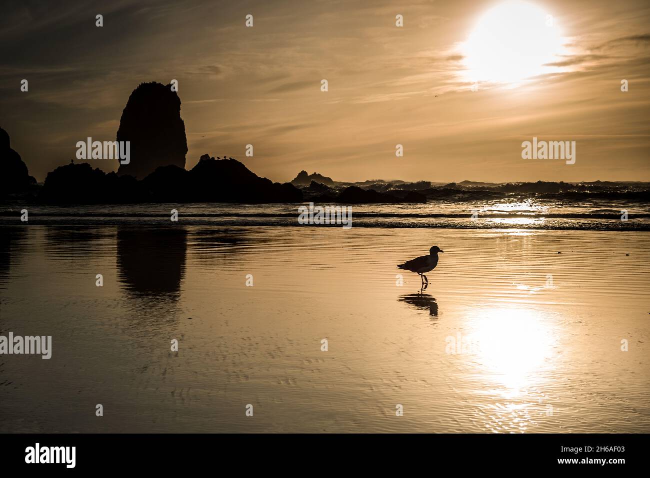 Seagull shadow on Cannon beach at sunset Stock Photo - Alamy