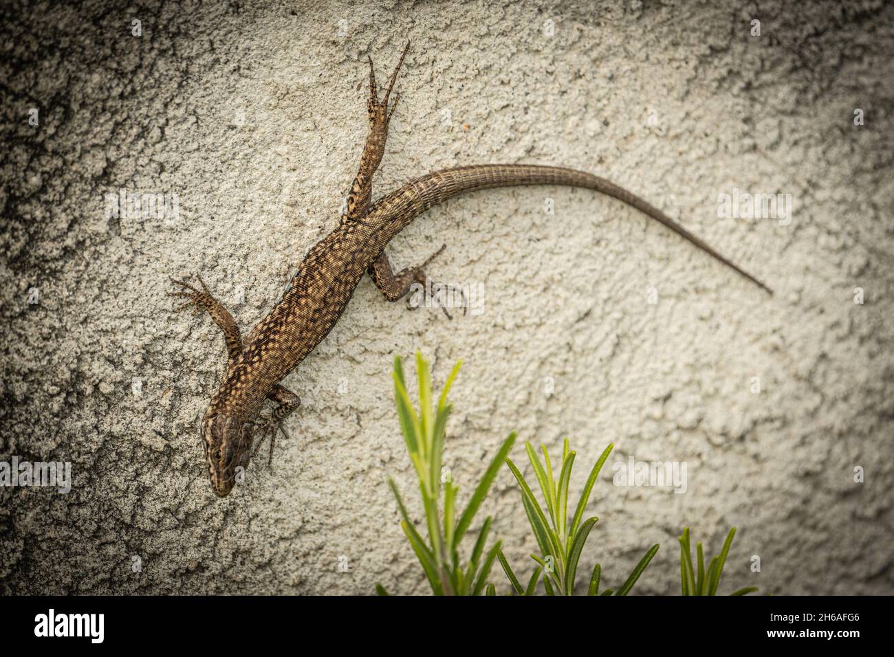 A top view of a lizard crawling on the ground Stock Photo - Alamy