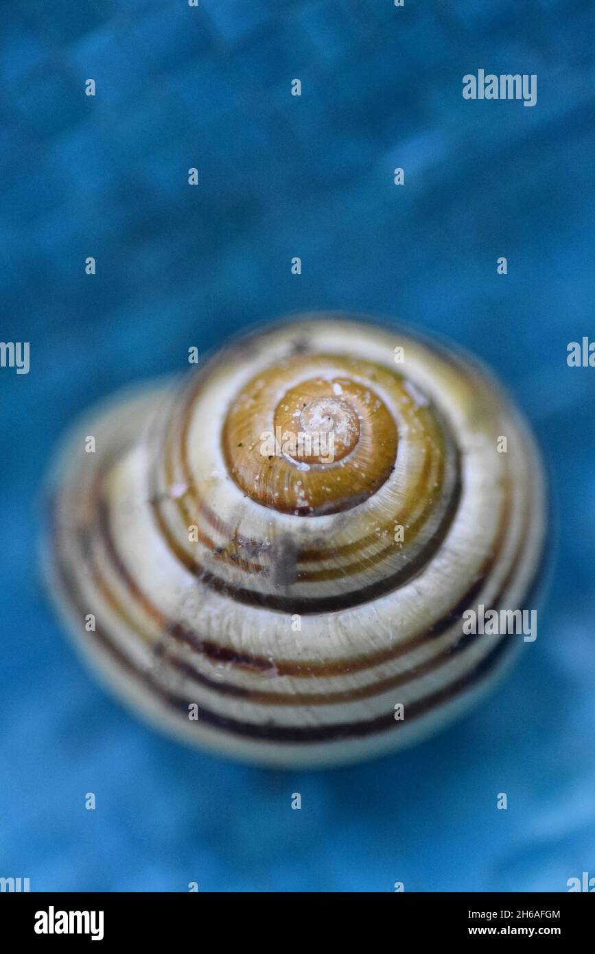 Shelled mollusc hi-res stock photography and images - Alamy